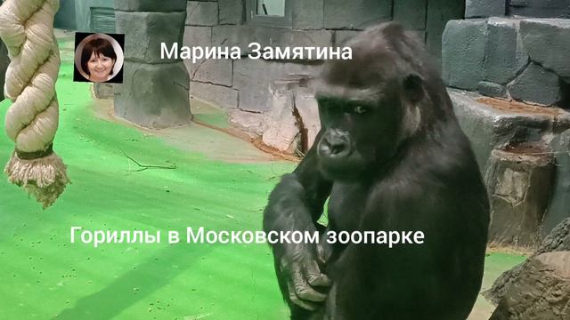 Гориллы  не скучают.