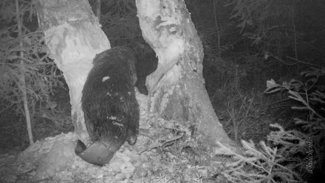 БОБР-ЛЕСОРУБ