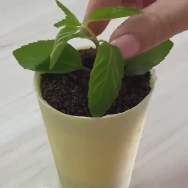 Десерт Мамин цветок