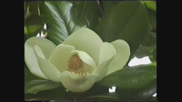 Ната 2