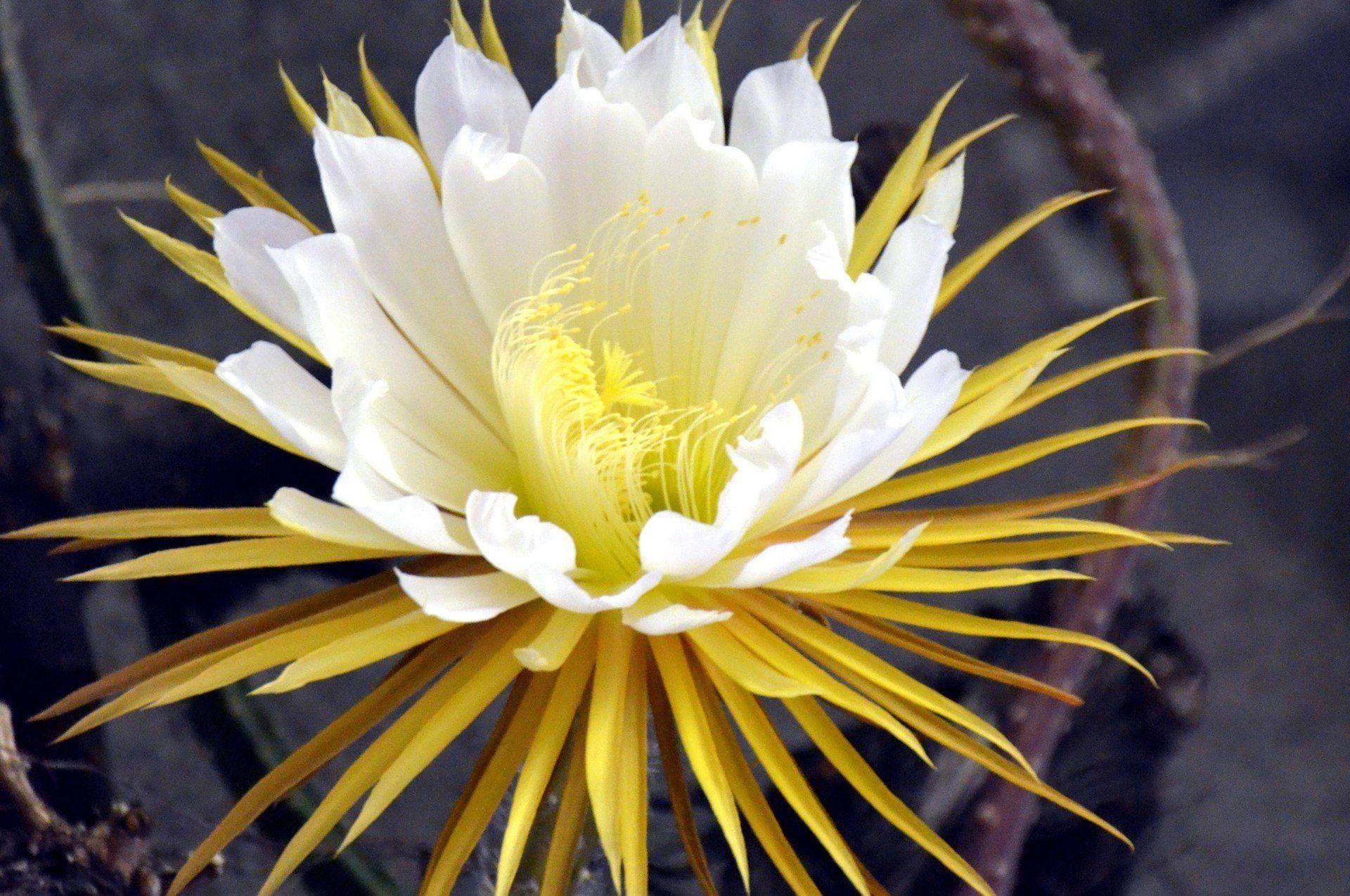 Кадупула–Королева ночи РЕЛАКС АРТ-ТЕРАПИЯ ИМПРОВИЗАЦИЯ композитор Виктор Анохин #instrumental #цветы