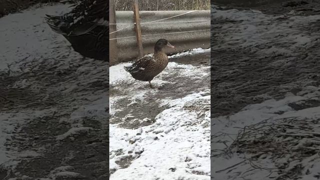 Прекрасна и чиста! Beautiful and pure! #villagelife #деревня #village #duck #утки #бегунки