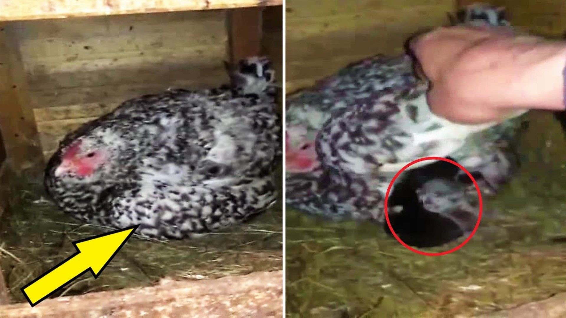 Курица вдруг стала прятаться! Заглянув в гнездо, фермер удивился! Такое он видит впервые!