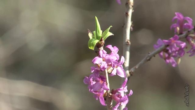 ВОЛЧЬЕ ЛЫКО