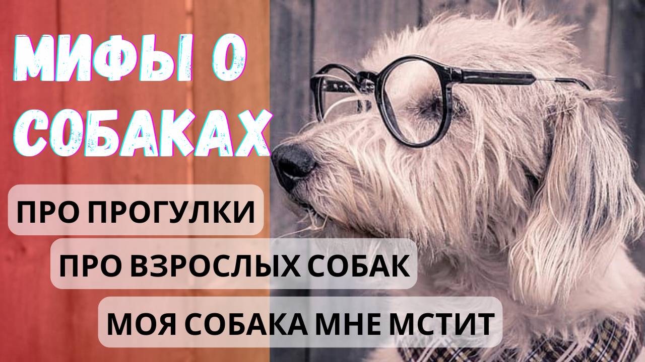 Мифы о собаках. Когда гулять с собакой?| Взрослую собаку нельзя перевоспитать | Собаки умеют мстить