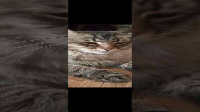 Сибирский кот