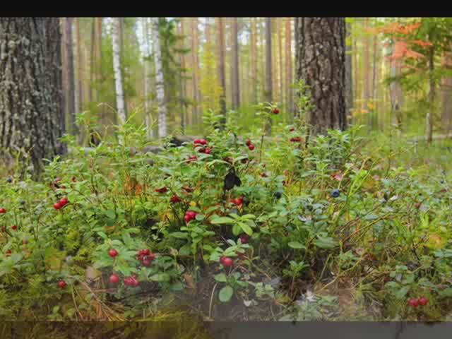 БРУСНИКА - авторская песня ЮРИЯ СТАРЦЕВА.