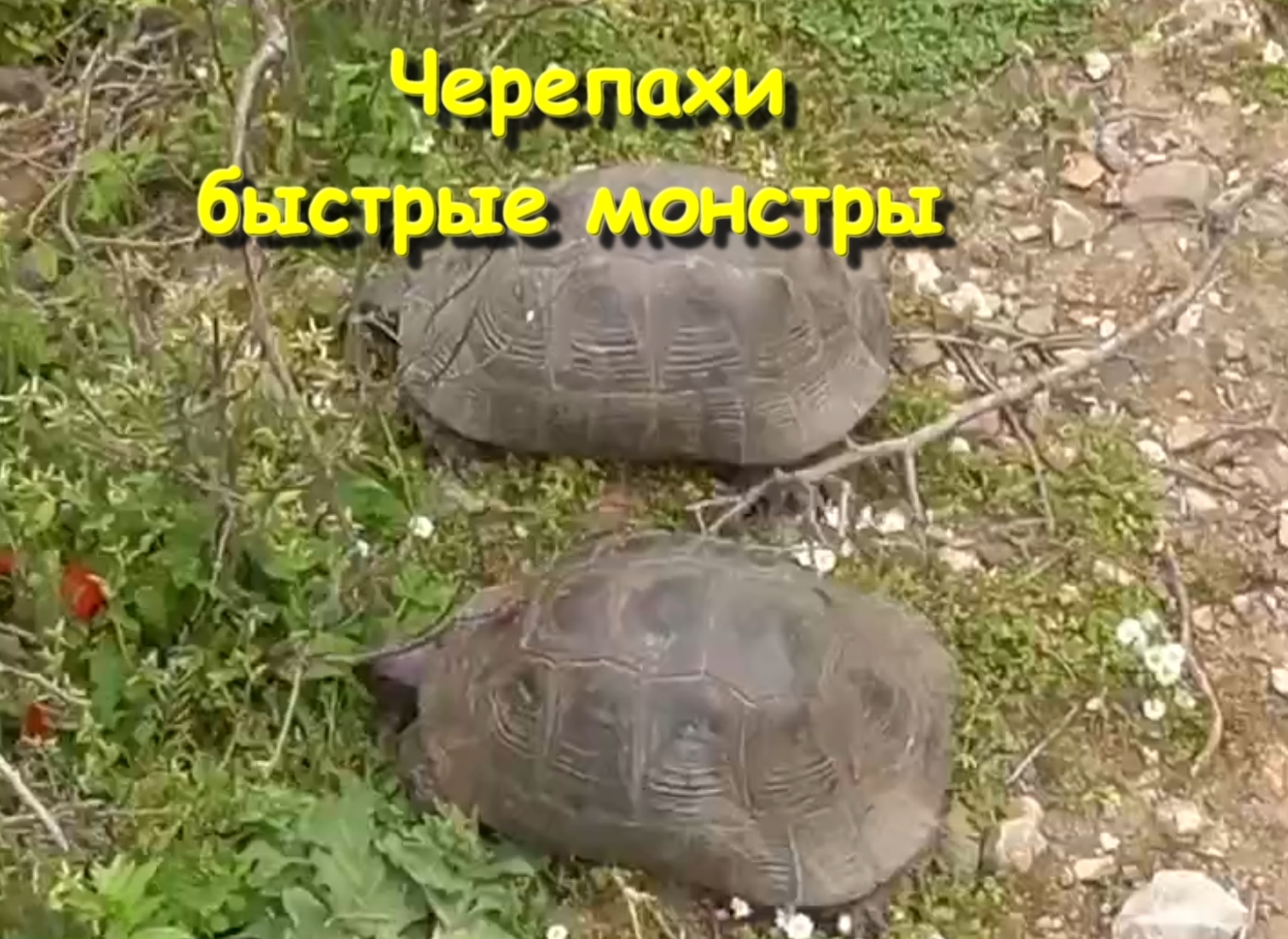 Черепахи - быстрые монстры #sorts