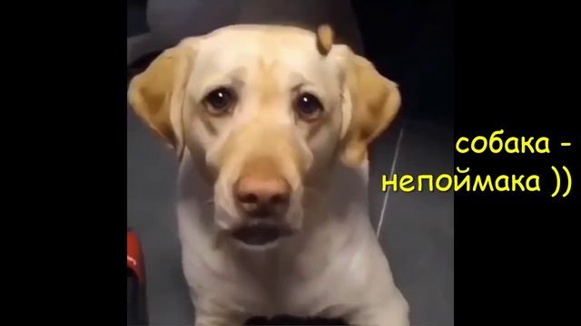 СОБАКИ - ОЧАРОВАКИ 2