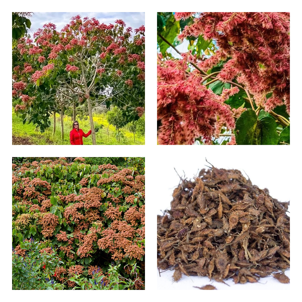 Хелиокарпус (Heliocarpus americanu)  - руководство по проращиванию