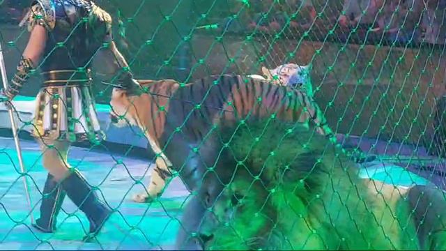 Забавные тигры