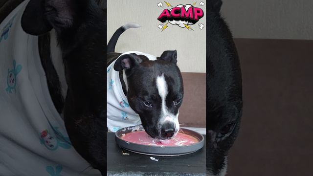 АСМР Вкусные котлетки со сметаной !🍽️ #asmr #vlog #top #асмр #ест #животные #собака #мем #влог #lol