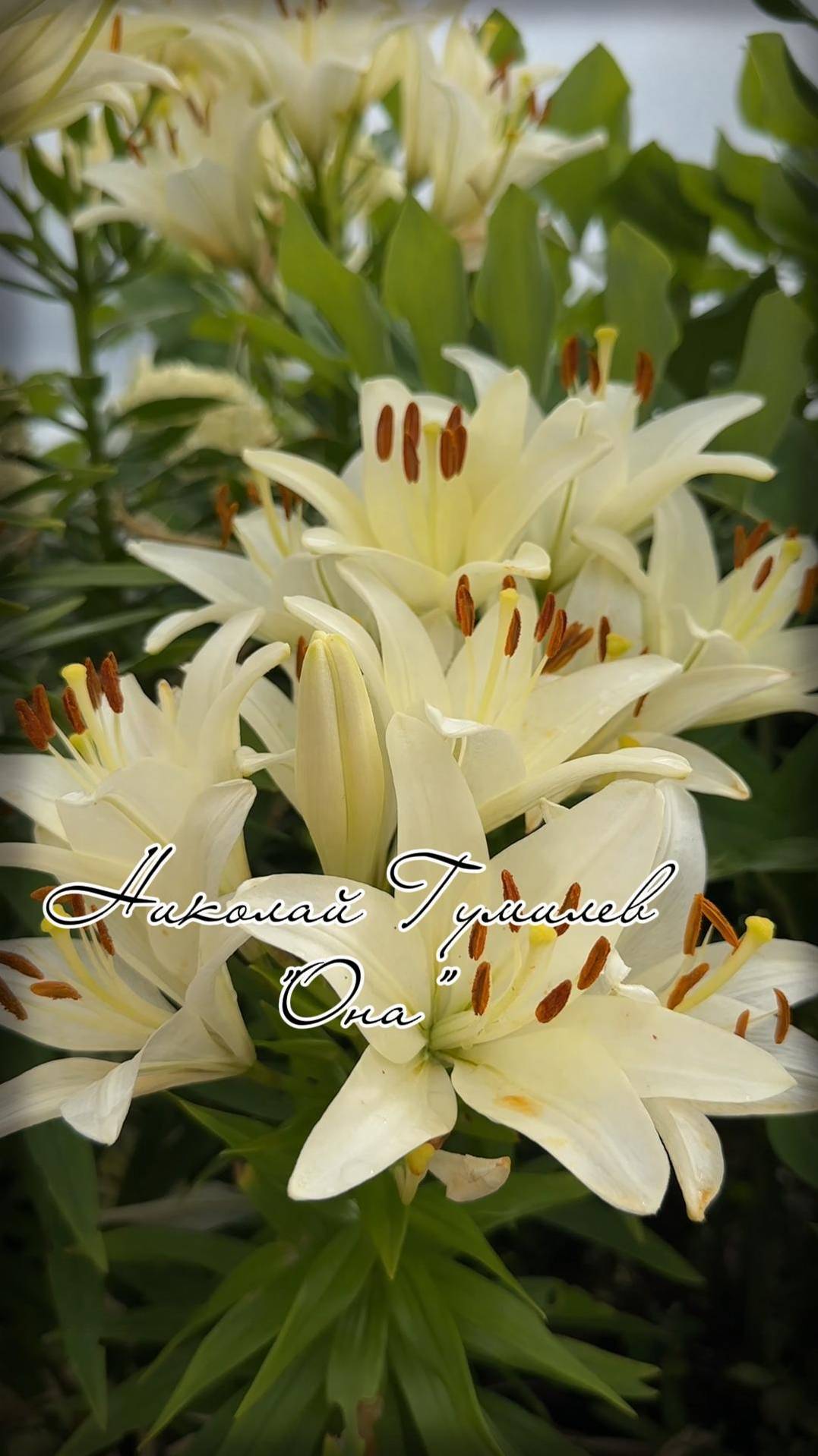 Аудио. Николай Гумилев "Она". Стихи читает Татьяна Тумилевич.