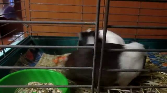 EGuinea. Izilwanyana ezithakazelisayo I-Cavy okanye i-cavey. EPeru babiza u-Kui.mp4