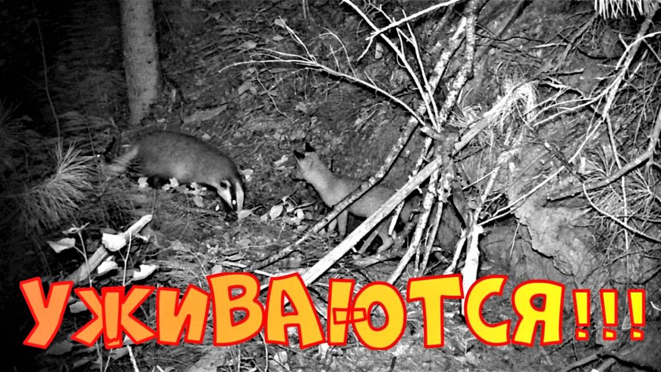 Барсучий городок ловлю рыбу клёв не оторваться подкармливаю одинокого лисёнка живёт в городке