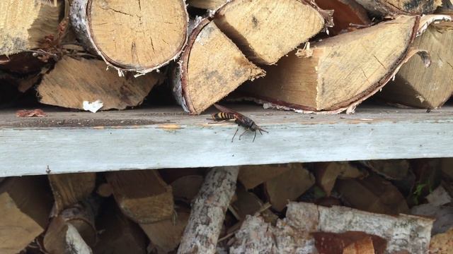 Что за насекомое? Огромная оса?