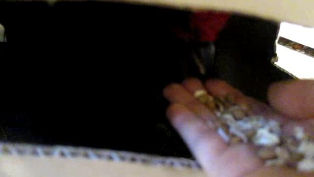 у меня новый петушок породы Амероукан