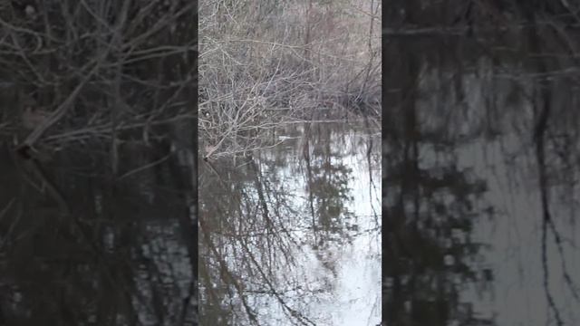Дикие утки на рассвете в собственной реке, на своём огороде!