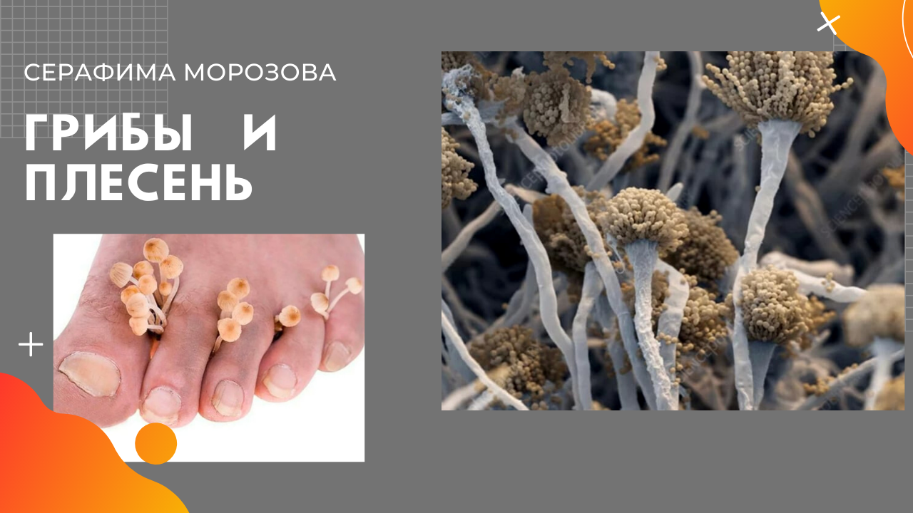 Прямой эфир про грибы в нашем теле.mkv