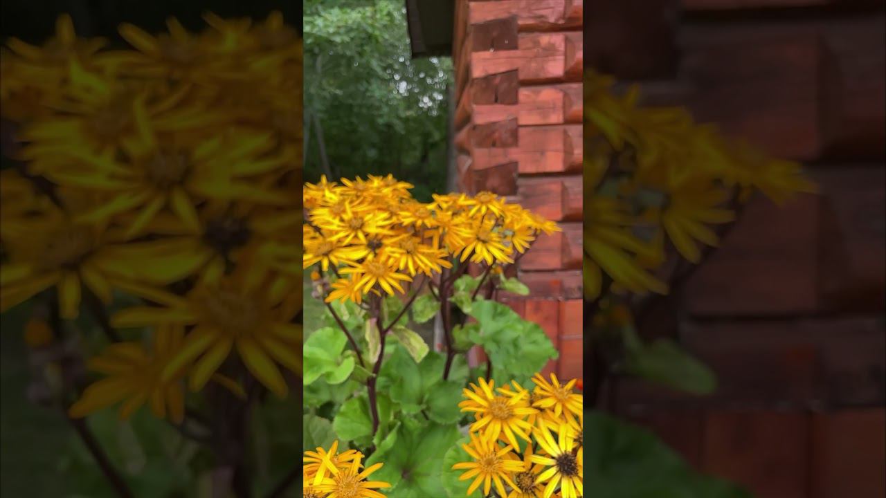 ЛЕТО В БЕЛАРУСИ #shorts