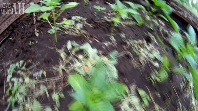 Огородный обзорчик / Июнь 2023