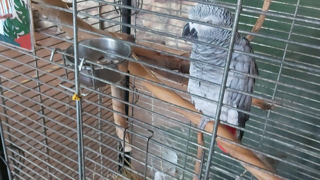 Зоопарк Рио в парке Ривьера Сочи