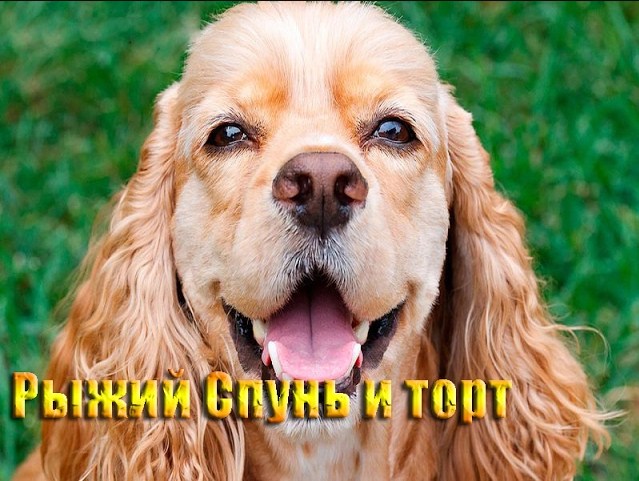 Рыжий Спунь и Торт