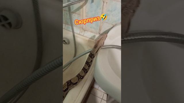 Когда твоя соседка змея🤣
