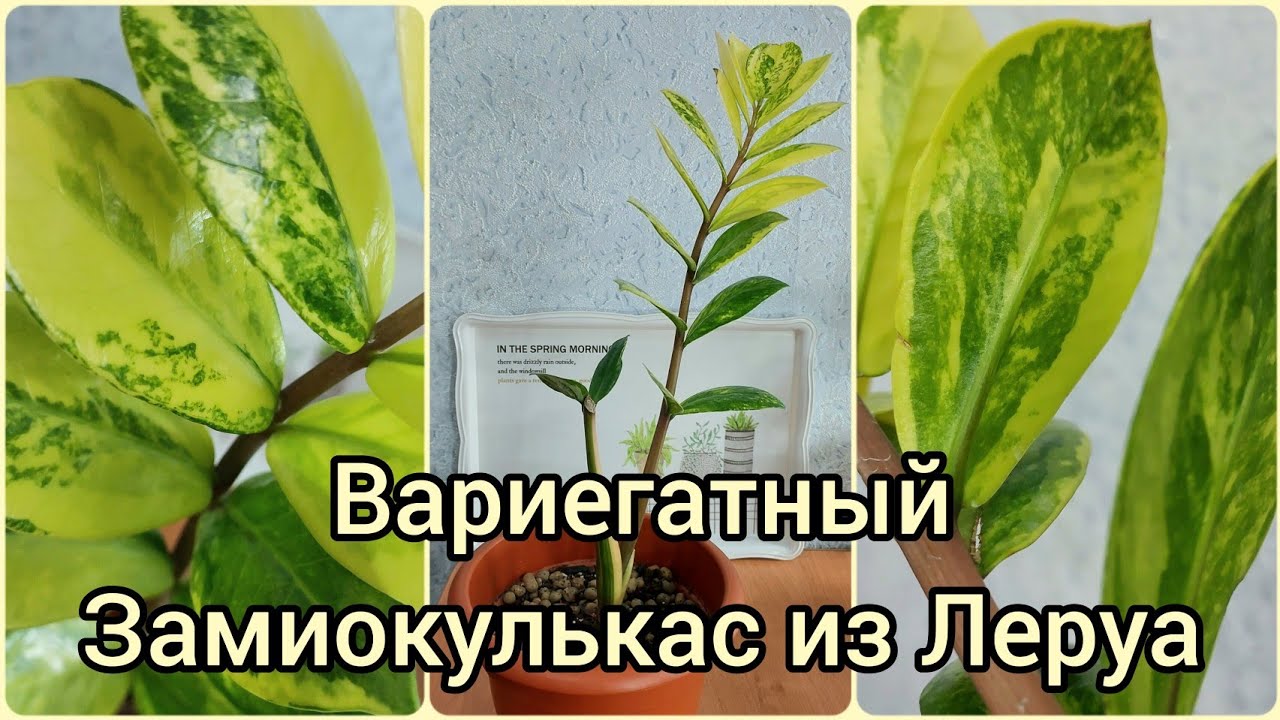 #Ответы ?Вариегатный #Замиокулькас из #Леруамерлен ?Что изменилось? #цветы #растения #суккуленты
