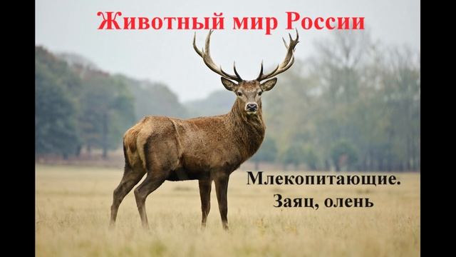 Млекопитающие. Заяц, олень