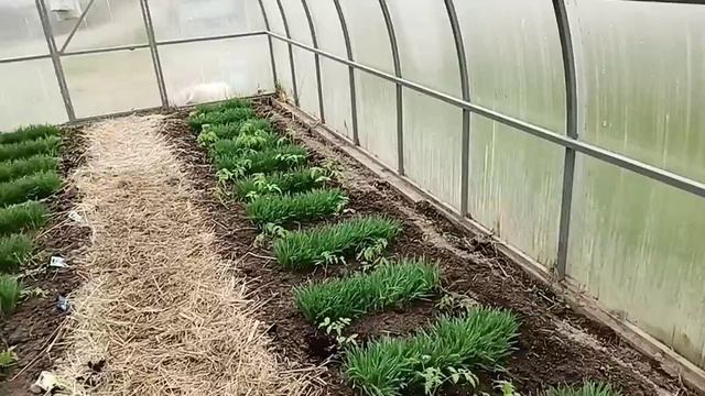 Высадили помидоры. Нижегородская область.