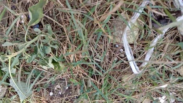 Потрясающая красавица