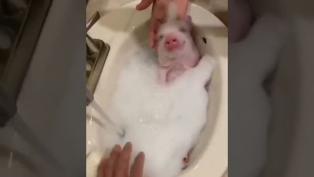 Какой же очаровательный этот розовый пятачок! ?.