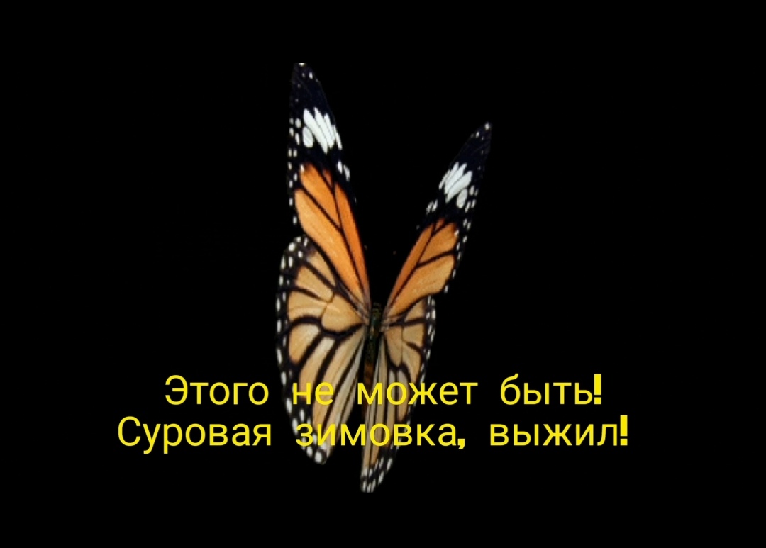 Этого не может быть? Не было надежды, а он выжил!