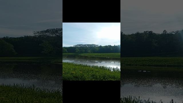 ПАВЛОВСКИЙ ПАРК ПАВЛОВСК ПРИРОДА ЛЕС ЛЕТО ВЕСНА ЗЕЛЕНЬ СВЕЖЕСТЬ