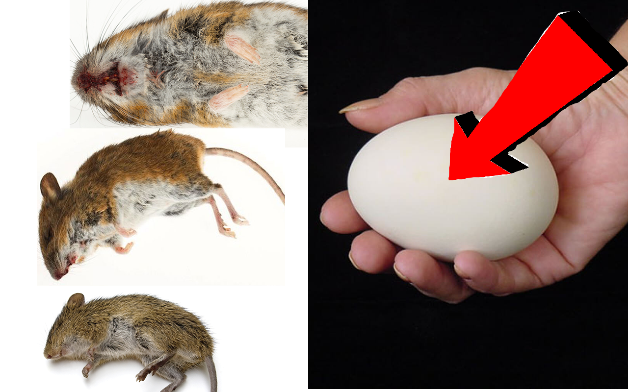 Как быстро избавиться от мышей За 3 Секунды!!!...