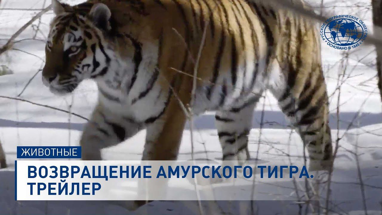 Возвращение Амурского тигра. Трейлер