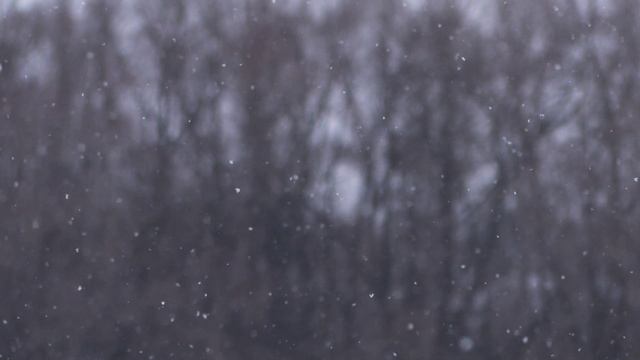 52. "Достоевский в Сибири"/ГТРК "Новосибирск"