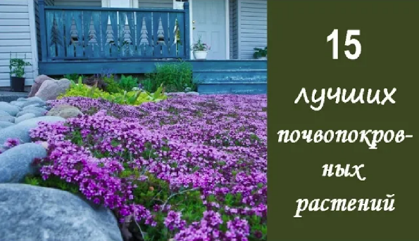 ❀ 15 лучших почвопокровных растений