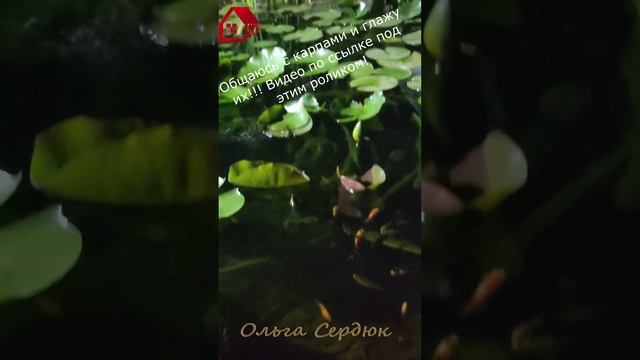 Карпы кои и кометы в пруду. Родители мальков в аквариуме