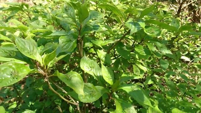 Ботанический сад Орхус, Дания. 12 мая 2023