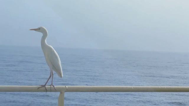 Птицы в открытом море. Birds in the open sea