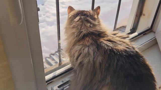 ОТ ПРОКЛЯТИЯ КОШКИ…ОТМОЛИТЬ СЕБЯ…ДЛЯ ВСЕХ…