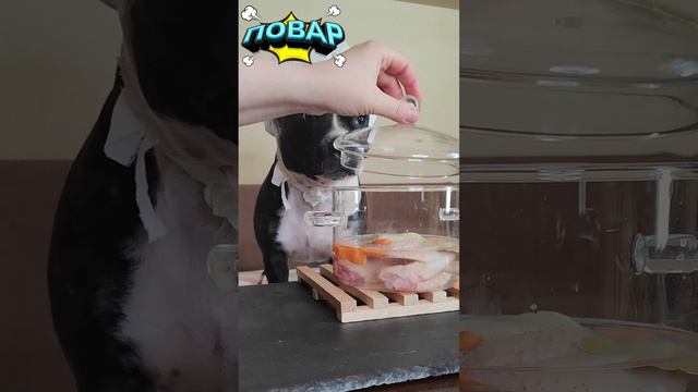 Куриный бульон! Оценка от стаффи 🍽️ #стаффи #повар #рецепт #бульон #собака #кухня #животные #рейтин