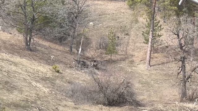 У нас можно наблюдать за жизнью домашних и диких животных прямо не вставая со стула!