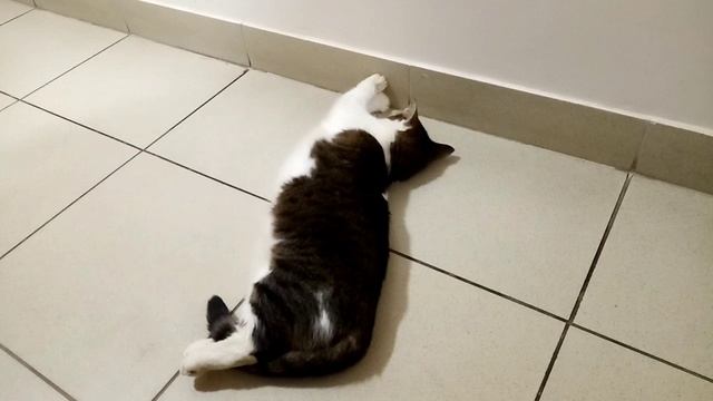 Котейка отдыхает и что-то говорит!!! Шок видео!!!