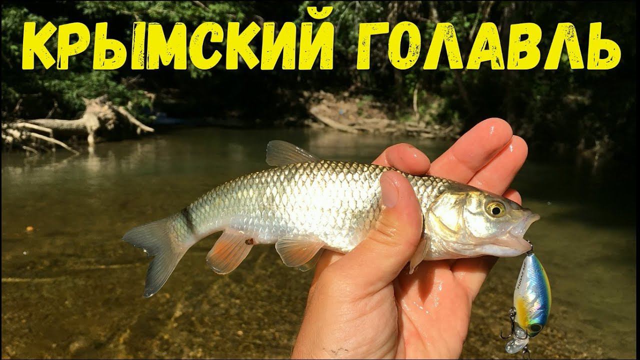 ГОЛАВЛЬ на реке Бельбек☑️ Рыбалка в КРЫМУ☑️
