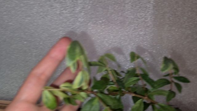 Мирт вариегатный крупнолистный