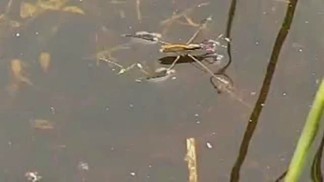 Водомерка