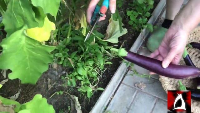 Дачные зарисовки 2021.
Баклажаны.mp4